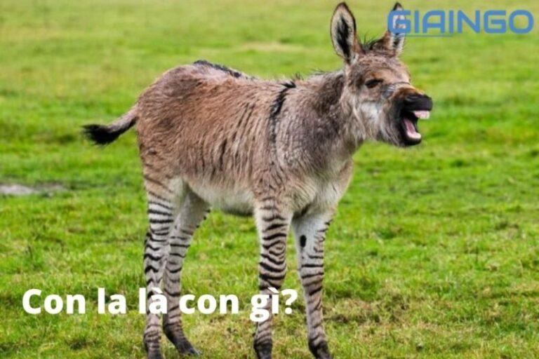 Con la là con gì? Tại sao con la không sinh được con?