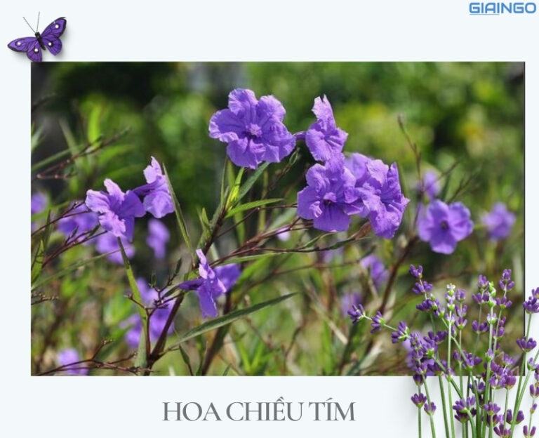 Hoa gì nở quanh năm? Top 10 loài hoa nở quanh năm