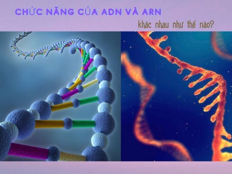 Sự khác nhau giữa ADN và ARN về cấu trúc và chức năng