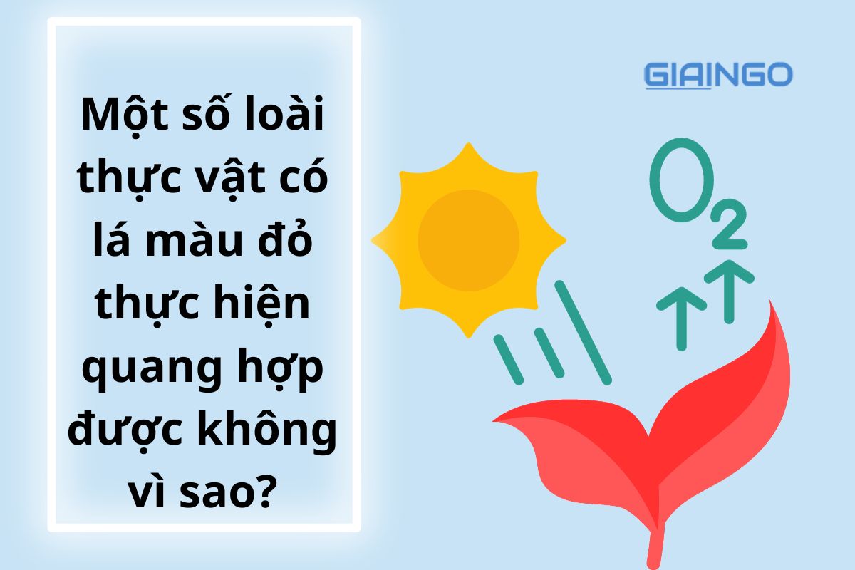 Một số loài thực vật có lá màu đỏ thực hiện quang hợp được không vì sao